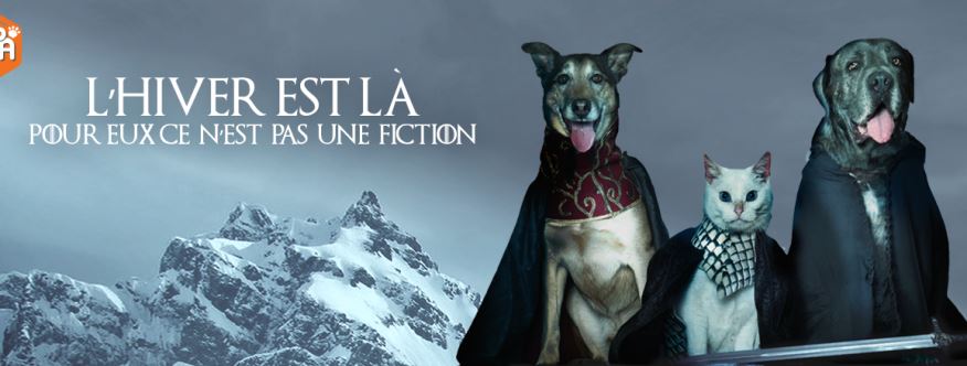 SPA de Compiègne : Soutenez les animaux en refuge, cet hiver ! - Oise Média