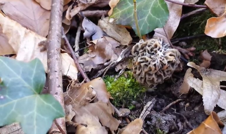 C'est la saison de la morille ! Partez à la cueillette, dans les sous ...